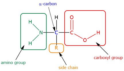 What functional groups are always present in each molecule of an amino ...