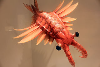 Arthropod | Definition, Types & Evolution - Lesson | Study.com