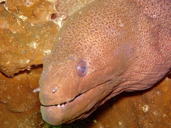 Slender Giant Moray: Lesson for Kids | Study.com
