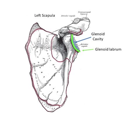 Glenoid Labrum Inferior Mri Avulsed Depicting Diagram Line Injury ...