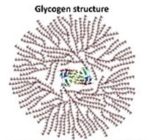 Comparing the Function of the Polymers for the Four Biological ...