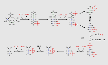 Facultative Anaerobe | Definition, Importance & Characteristics ...