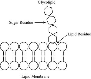 How are glycolipids different from glycerophospholipids? | Study.com