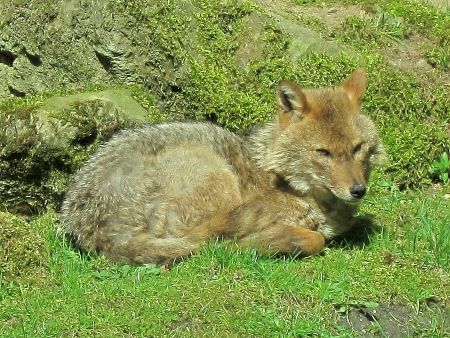 Jackal Species, Habitat & Mythology | Study.com