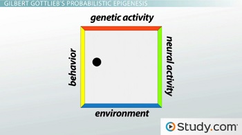 Gottlieb's Epigenetic Psychobiological Systems Perspective - Lesson ...