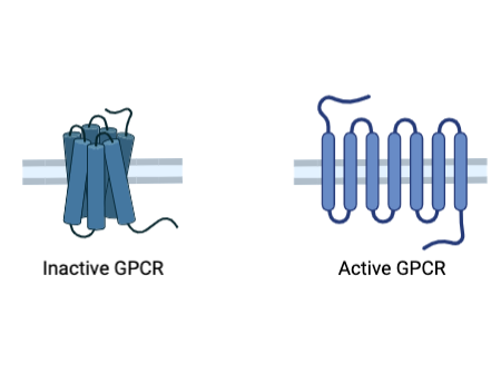 Interpreting a Figure Demonstrating Protein Modification in a Signal ...
