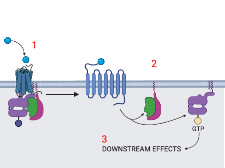 Interpreting a Figure Demonstrating Protein Modification in a Signal ...