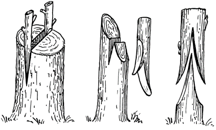 Asexual Reproduction Overview & Types - Lesson | Study.com