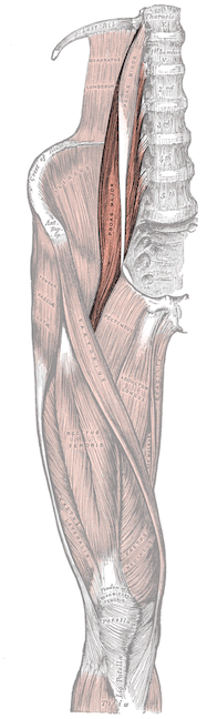 Psoas Major | Action, Function & Attachments | Study.com