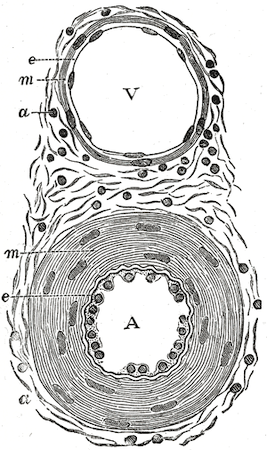 Tunica Intima, Media & Adventitia | Overview & Functions - Lesson ...