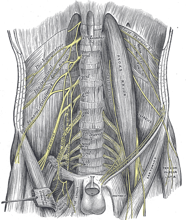 Lumbar Plexus | Nerves, Function & Anatomy - Lesson | Study.com