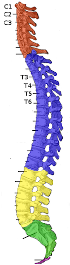 Splenius Cervicis Muscle | Location, Action & Insertion | Study.com