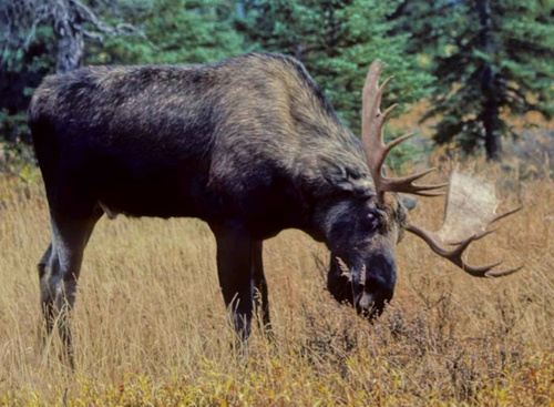 Flashcards - Taiga Animals List & Flashcards | Study.com