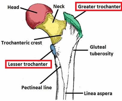 The greater trochanter and lesser trochanter are features of what bone ...