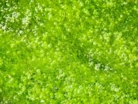 Plankton | Definition, Types & Examples - Lesson | Study.com