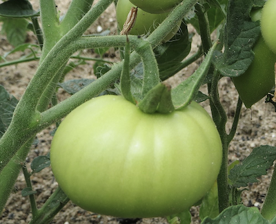 Analyzing Effect of Electromagnetic Waves on Color Perception Practice ...