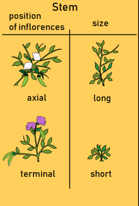 Analyzing Data to Evaluate Relationships between Phenotype & Genotype ...