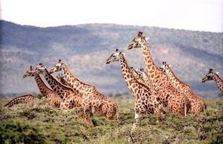 French Adjective Agreement: Rules & Practice | Study.com