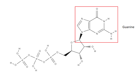 Identifying Nucleotides | Chemistry | Study.com