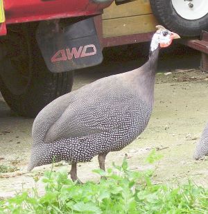 Poultry Farming | Definition, Processes & Types | Study.com