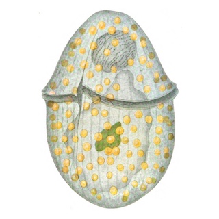 Dinoflagellates | Definition, Characteristics & Examples - Lesson ...