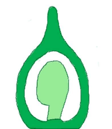 Placentation in Flowers | Definition, Process & Types - Lesson | Study.com