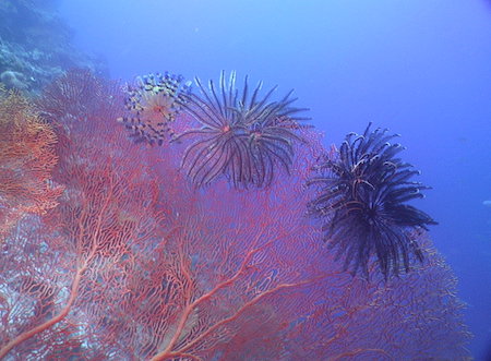 Pentaradial Symmetry | Definition, Features & Examples | Study.com