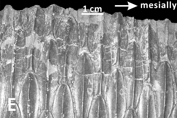 Duck-Billed Dinosaur | Overview, Facts & Types | Study.com