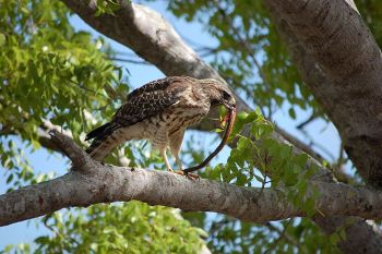 Pond Food Web | Consumers, Decomposers & Producers - Lesson | Study.com