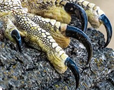 Hawk Lesson for Kids | Study.com