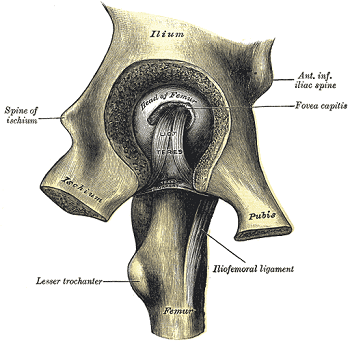 Congenital Hip Dislocation: Diagnosis & Long-Term Effects | Study.com
