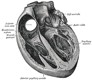 Heart Ventricles | Definition, Diagram & Function | Study.com