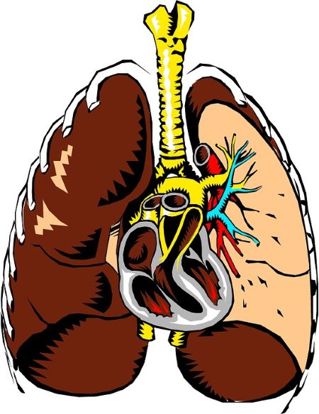 The Heart: Location, Layers & Chambers | Study.com