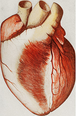 Types of Muscles | Overview, Location & Function - Lesson | Study.com