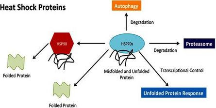Chaperone Proteins | Definition & Functions | Study.com