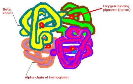 Cooperative Binding Types, Formula & Examples | Study.com