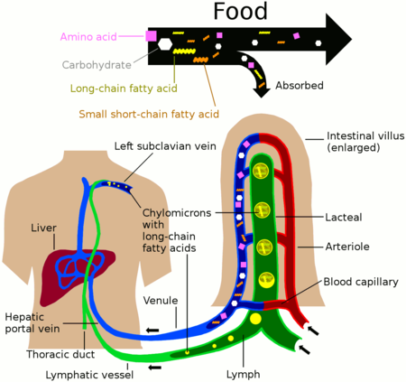Understanding The Process of Protein Digestion - Lesson | Study.com