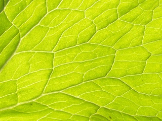Ground Tissue in Plants | Overview, Function & System - Lesson | Study.com