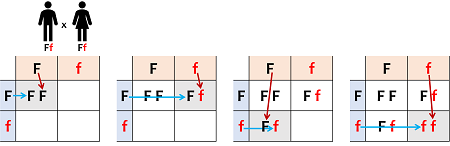 Punnett Square | Definition & Overview - Lesson | Study.com