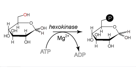 Cofactors vs. Coenzymes | Definition, Differences & Examples - Lesson ...