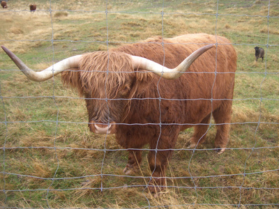 Flashcards - Cow Terms & Flashcards | Study.com