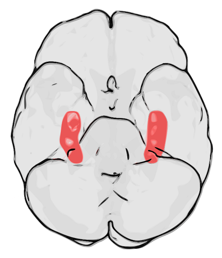 Hippocampus | Definition, Function & Damage - Lesson | Study.com