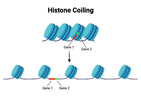 Justifying the Need for Genes that are Coordinately Regulated Practice ...