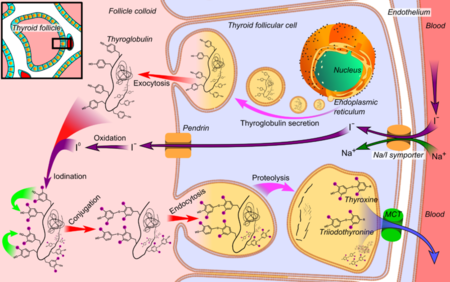 Thyroglobulin Antibody | Function, Range & Test - Lesson | Study.com