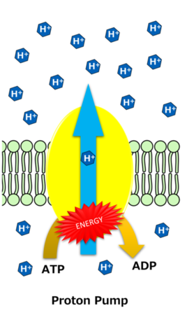 Phosphorylation | Definition, Function & Mechanism - Lesson | Study.com