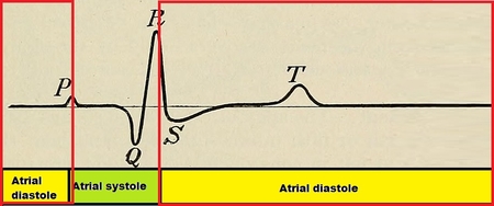 Diastole | Definition, Role & Diagnostic Values | Study.com