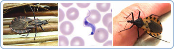What is Chagas Disease? - Definition, the Kissing Bug & Statistics ...
