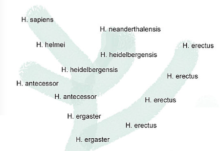 Denisovan Characteristics, DNA & Ancestry - Lesson | Study.com
