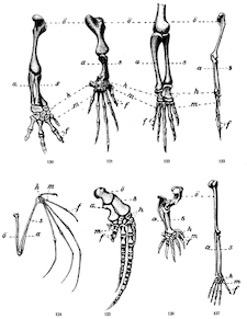 Branching Tree Diagram | Definition, Uses & Structure | Study.com
