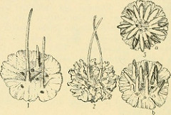 Hornworts: Types, Characteristics & Facts - Biology Class | Study.com